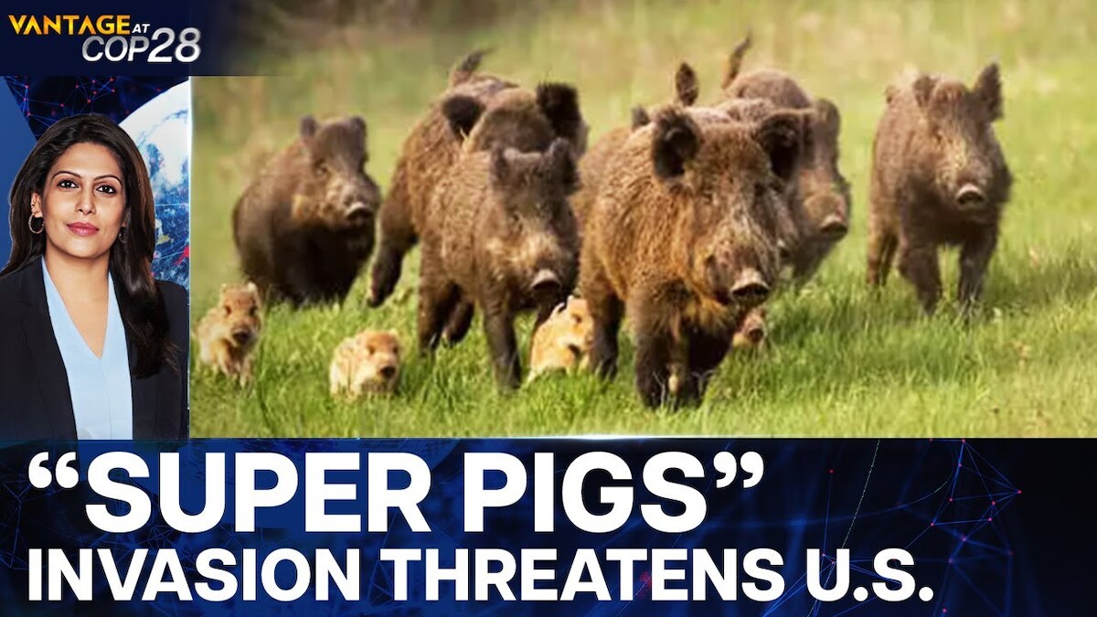 Out of Control “Super Pigs” Threaten to Invade the US | Vantage with ...
