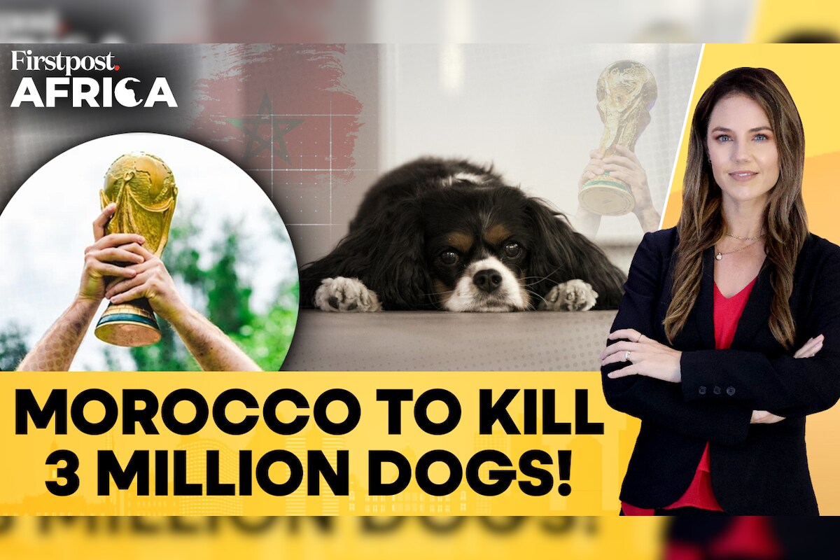 Morocco to Kill 3 Million Stray Dogs Ahead of 2030 FIFA World Cup ...