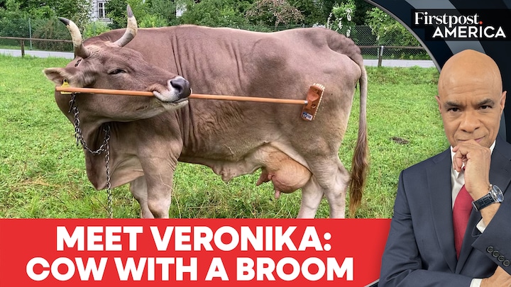 Meet Veronika: The World’s First Tool-Using Austrian Cow Going Viral ...