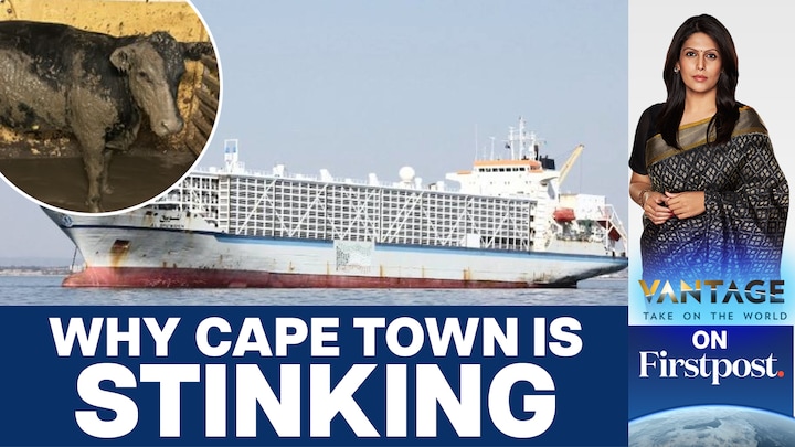 Ship with 19,000 Cattle Causes Stink in South Africa's Cape Town