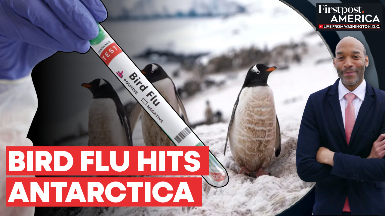 Scientists Confirm Cases of Bird Flu in Mainland Antarctica for First Time