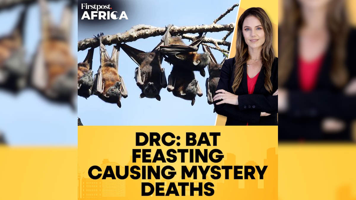 DR Congo: Bat Feasting Causing Mystery Deaths | Firstpost Africa ...
