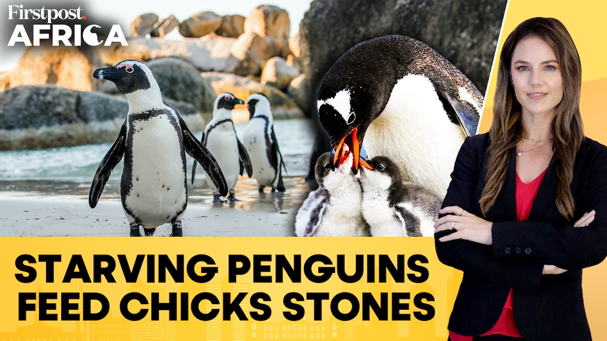Starving African Penguins Are Feeding Their Chicks Stones, Here’s Why ...