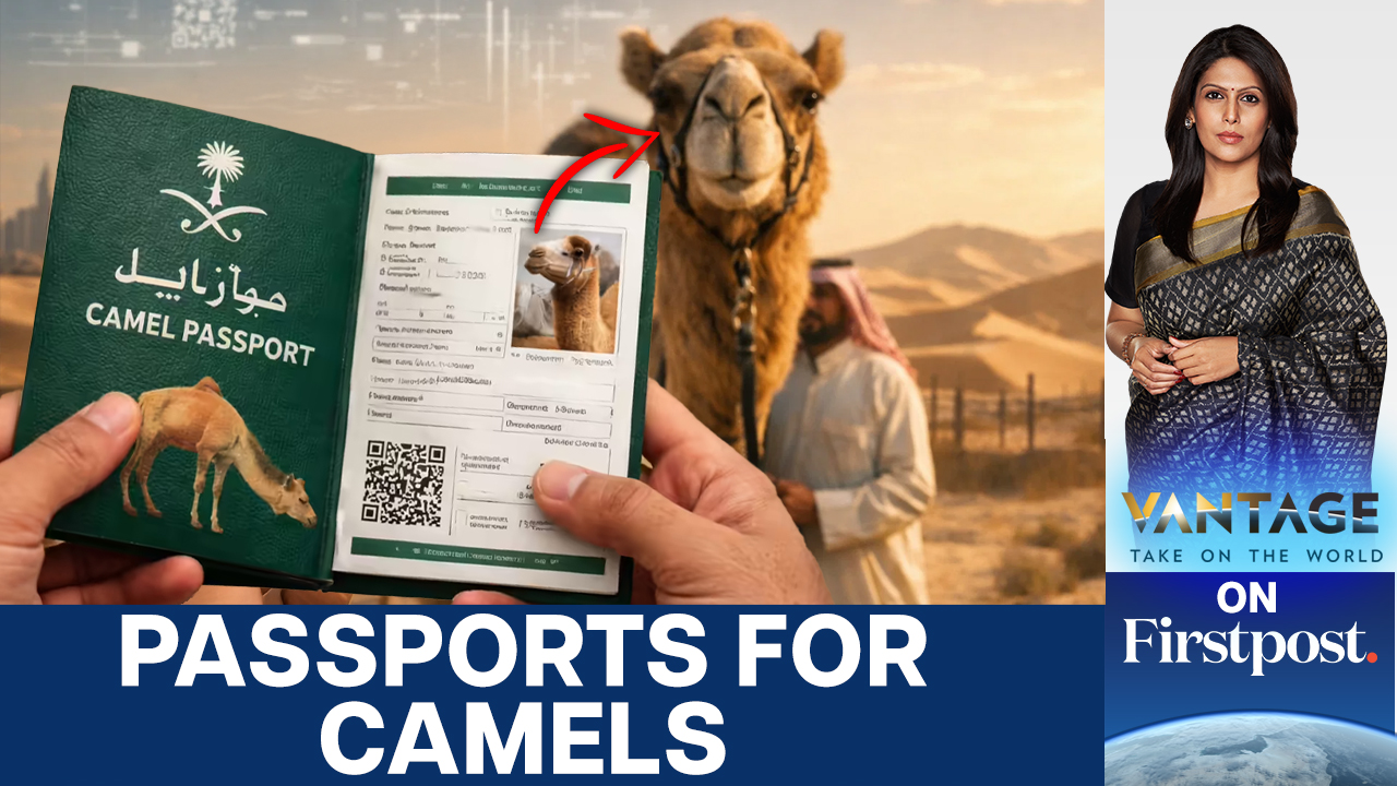 When Camels Need Paperwork: Saudi Arabia’s Bold New System | Vantage ...