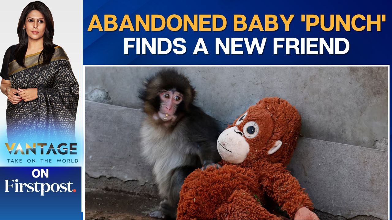 Baby Macaque Finds Comfort in Stuffed Toy, Wins Hearts Online | Vantage ...