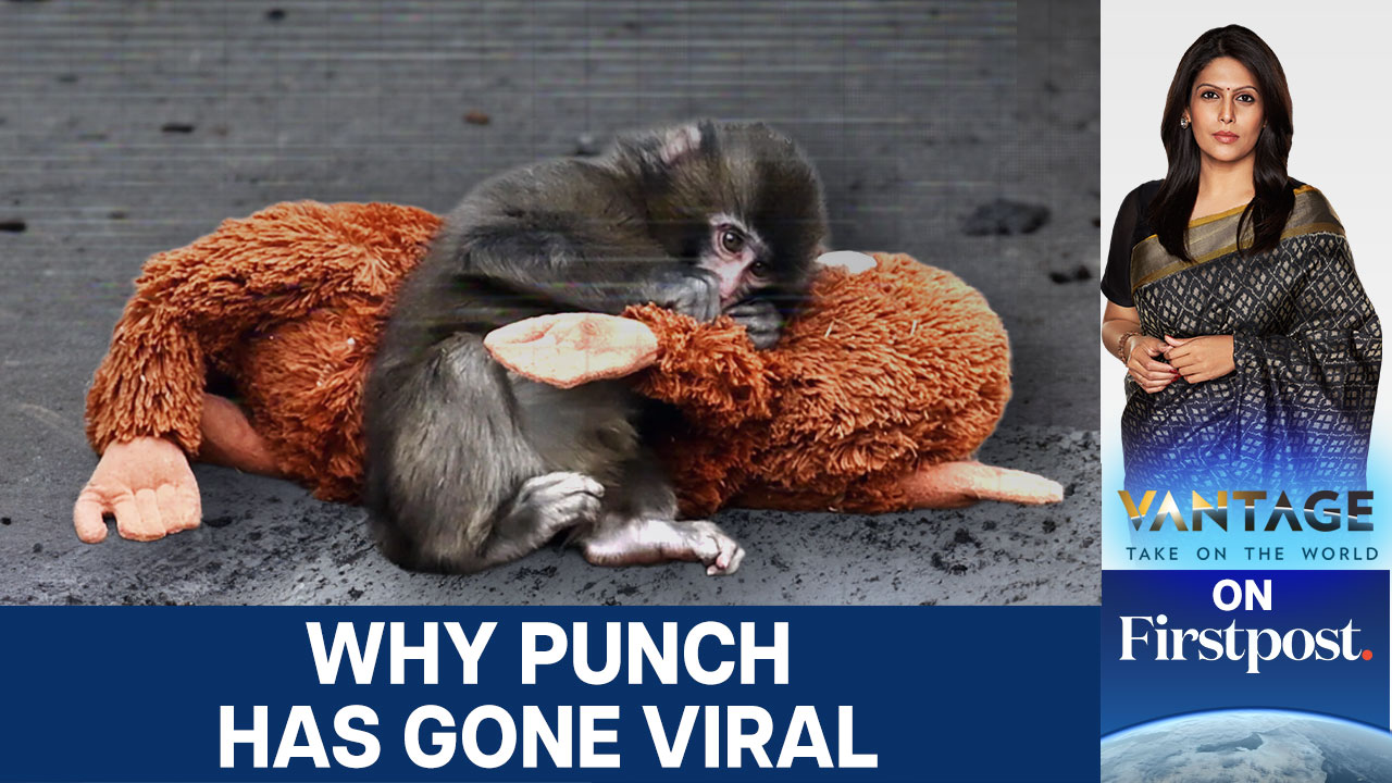 Meet Punch: The Baby Monkey the Internet Adopted | Vantage with Palki ...