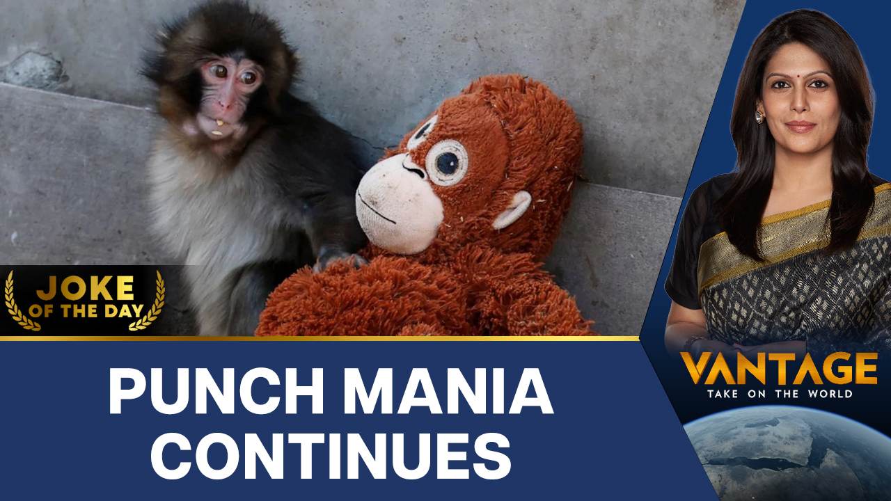 The Punch Phenomenon: How One Baby Monkey Went Viral | Vantage with ...