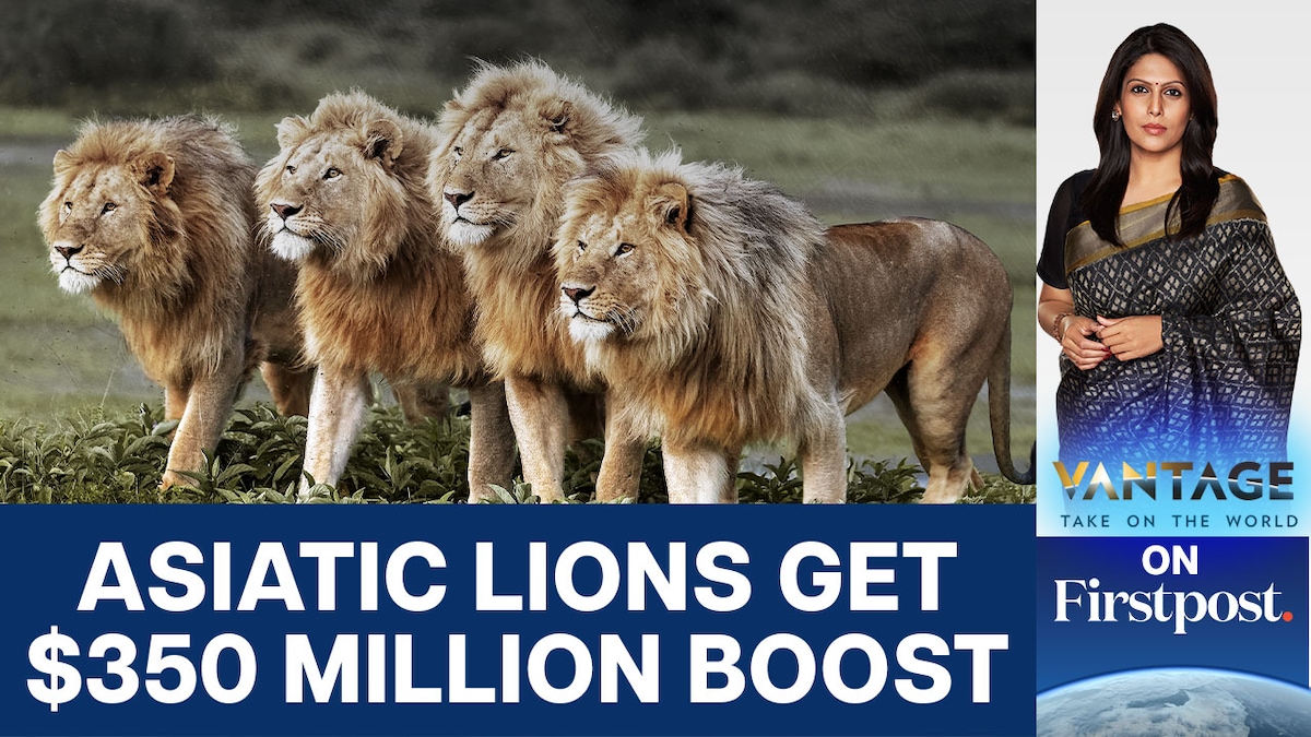Why India Has Invested $350 Million to Protect Asiatic Lions | Vantage ...