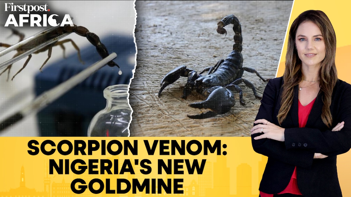 Nigerian Farm Milks Scorpion Venom, Targets Global Market | Firstpost ...