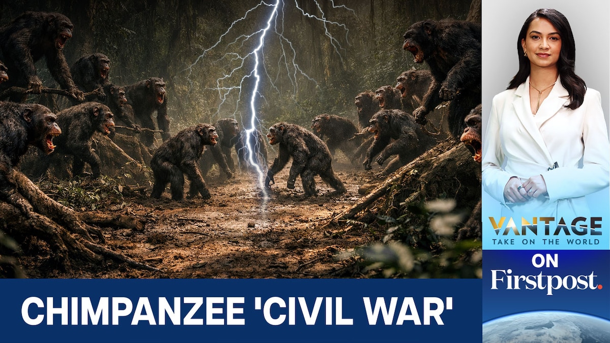 200 Chimpanzees Embroiled in 'Civil War': Infants Killed, Organs Ripped ...
