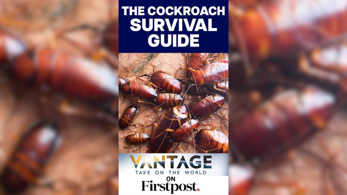How to Conquer the World: Cockroach Survival Guide