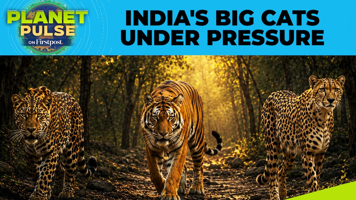 Ranthambore Tiger, Cheetah Sighting Sparks Alarm Over India's Big Cat ...
