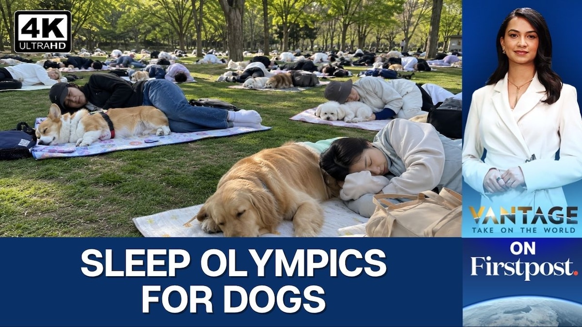 South Korea: Golden Retrievers, Corgis And Maltese Enter Sleep ...