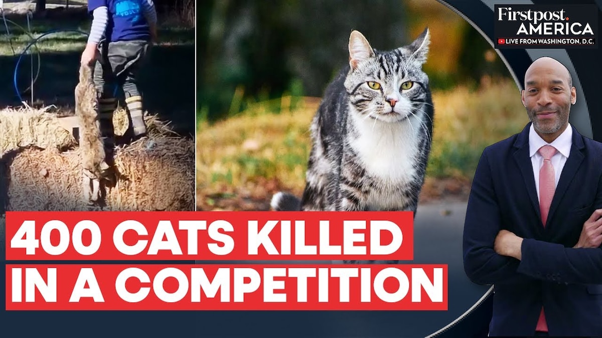New Zealand Organises Annual Competition To Kill Cats