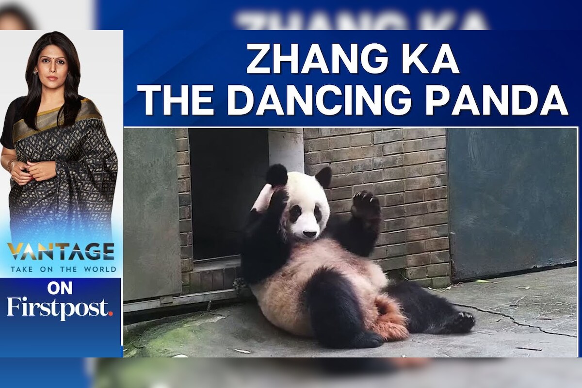 Groovy Giant Panda Shows Off its Funky Dance Moves at a Chinese Zoo