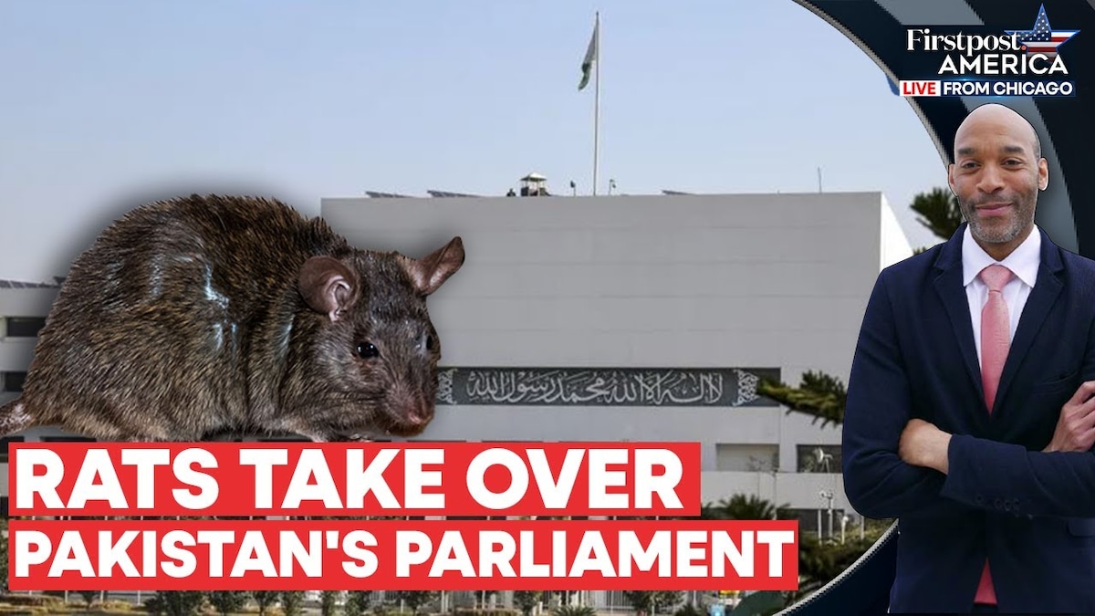 Supersized Rats Invade Pakistan's Parliament Halls
