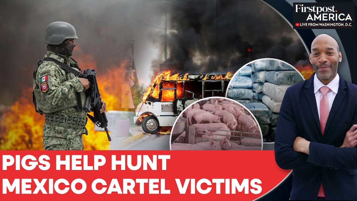 Mexico Drug Cartel Violence: Scientists Use Pigs & Drones To Find ...