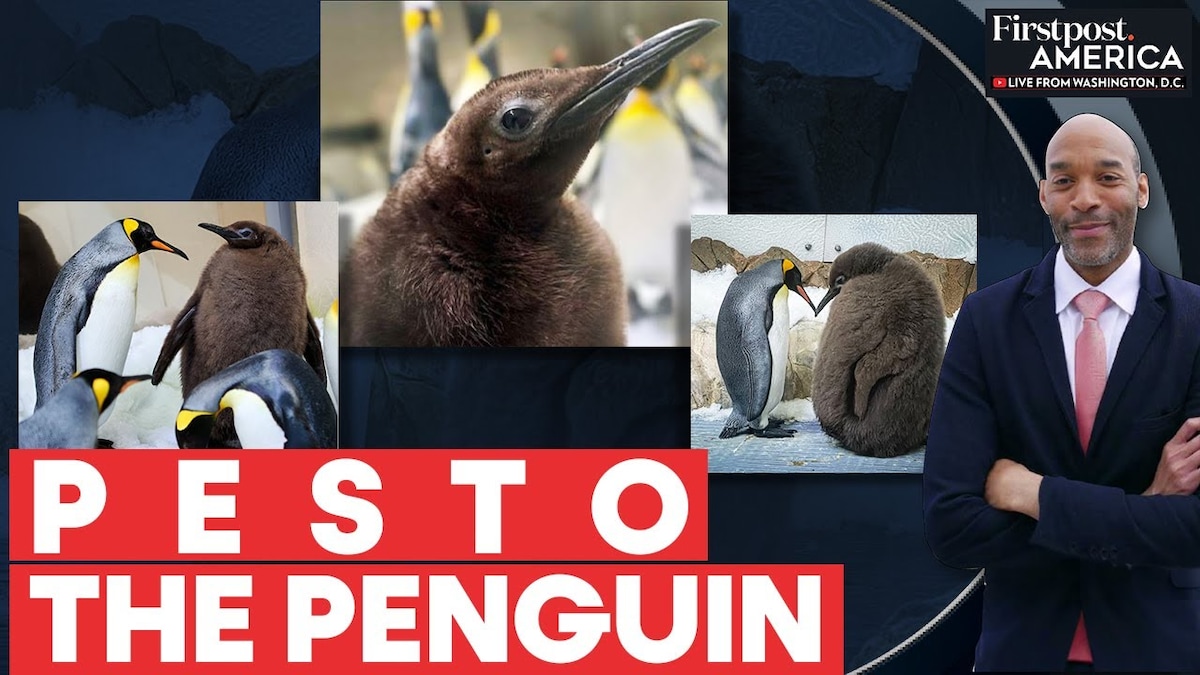 "Absolute Unit" King Penguin Pesto Becomes a Global Internet Sensation