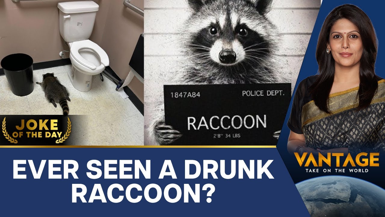 "Drunk Raccoon" Stuns Liquor Store Owner in Virginia | Vantage with ...