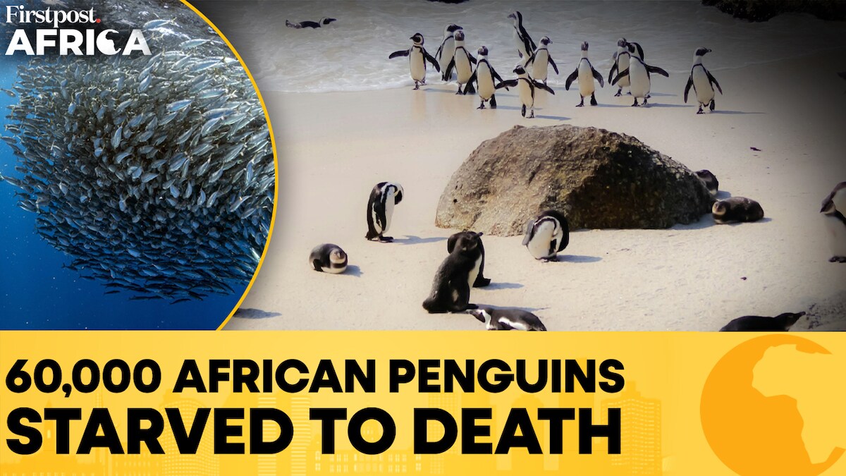 South Africa: 60,000 Penguins Starve To Death As Sardines Vanish ...